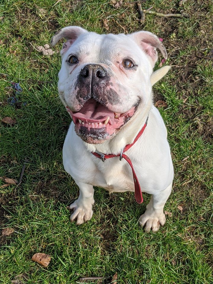 Coningsby Kennels Emergency Dog Rescue