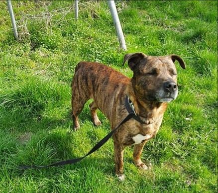 Coningsby Kennels Emergency Dog Rescue