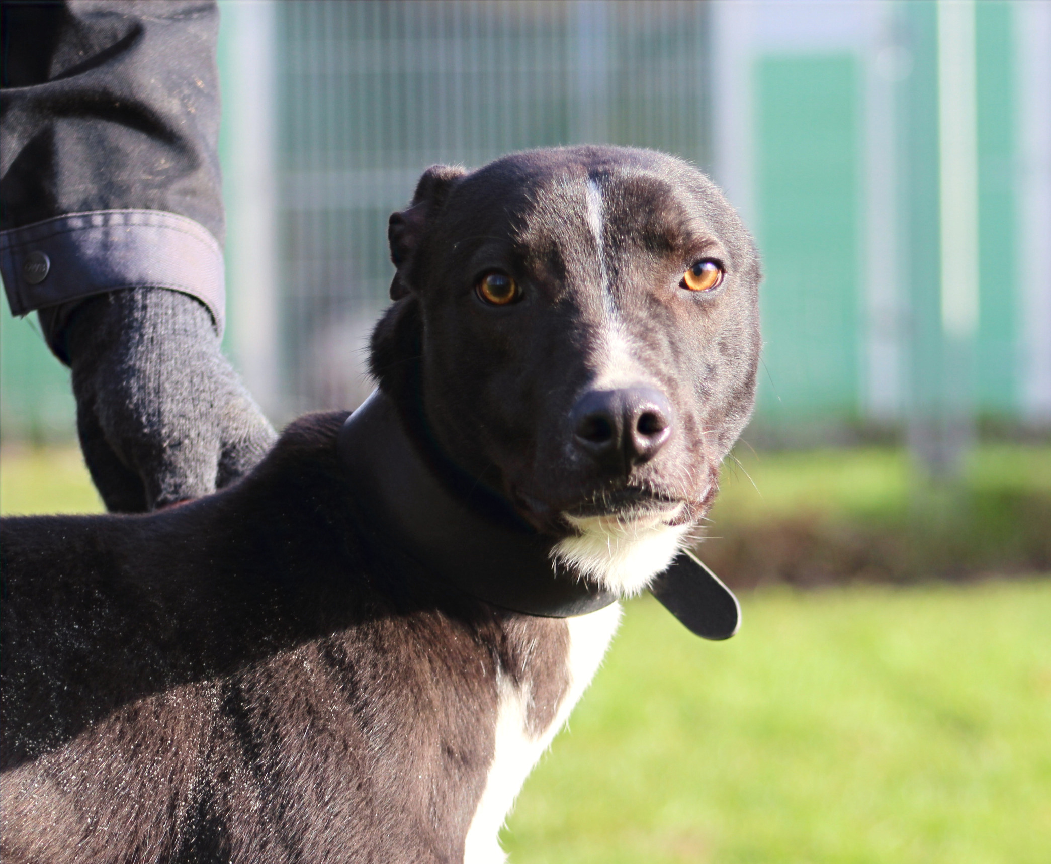 Coningsby Kennels Emergency Dog Rescue