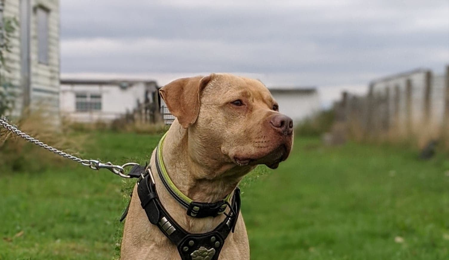 Coningsby Kennels Emergency Dog Rescue