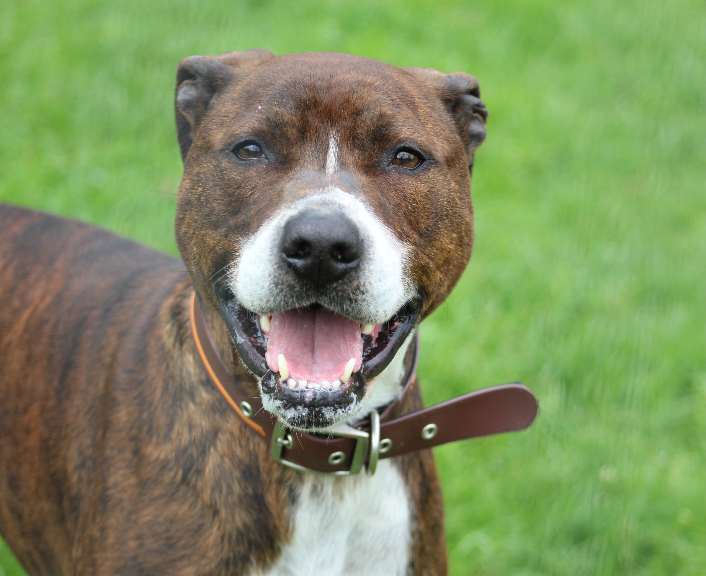 Coningsby Kennels Emergency Dog Rescue