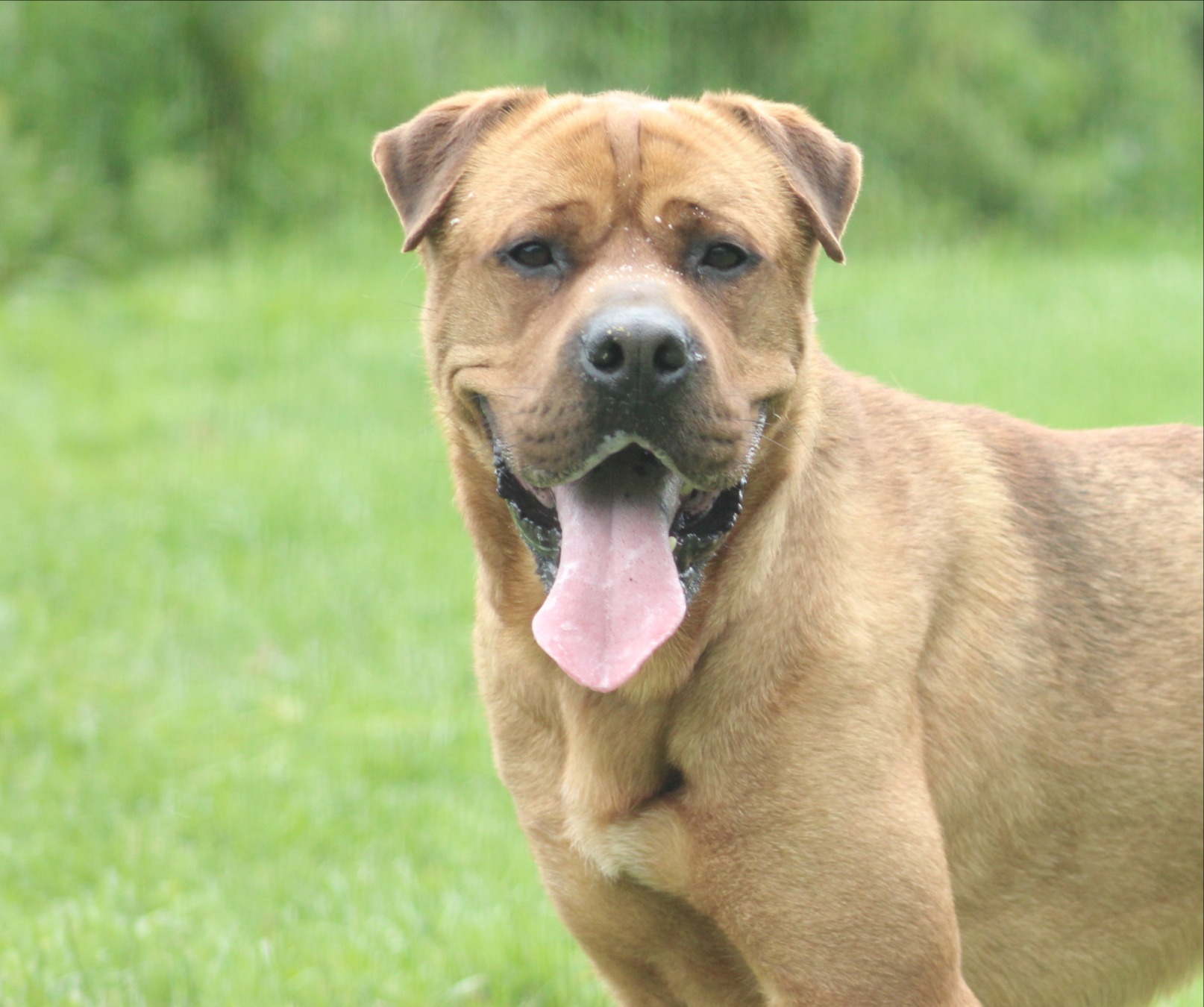 Coningsby Kennels Emergency Dog Rescue