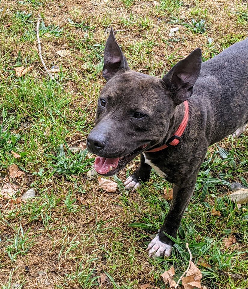 Coningsby Kennels Emergency Dog Rescue