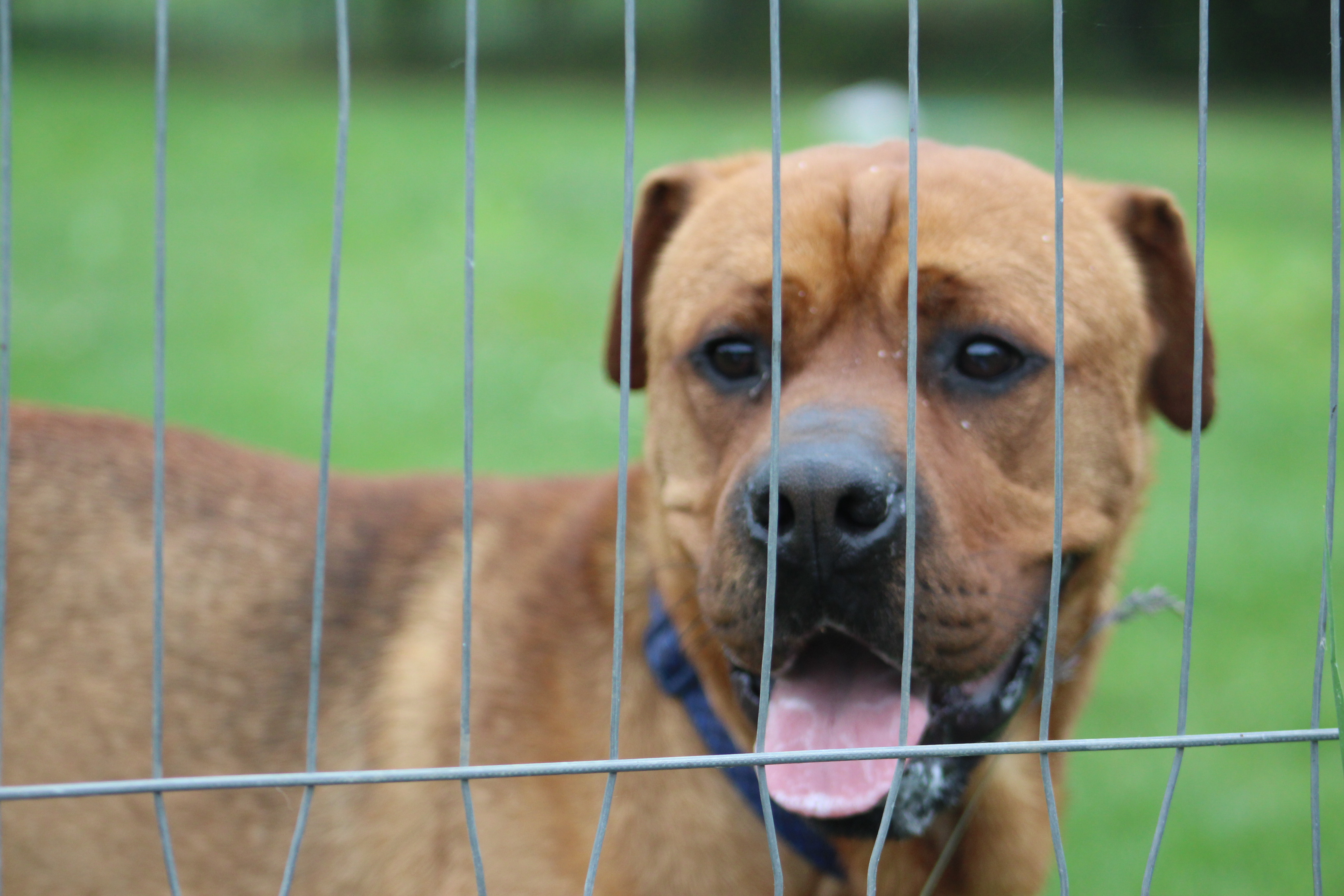 Coningsby Kennels Emergency Dog Rescue
