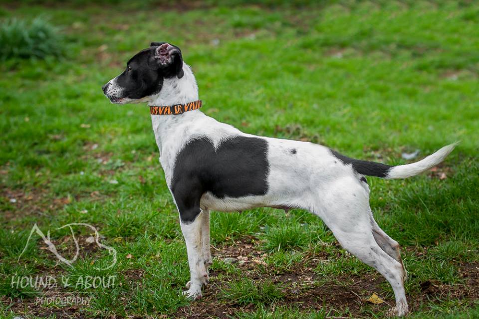 Coningsby Kennels Emergency Dog Rescue