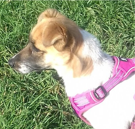 Coningsby Kennels Emergency Dog Rescue