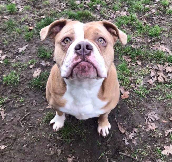 Coningsby Kennels Emergency Dog Rescue