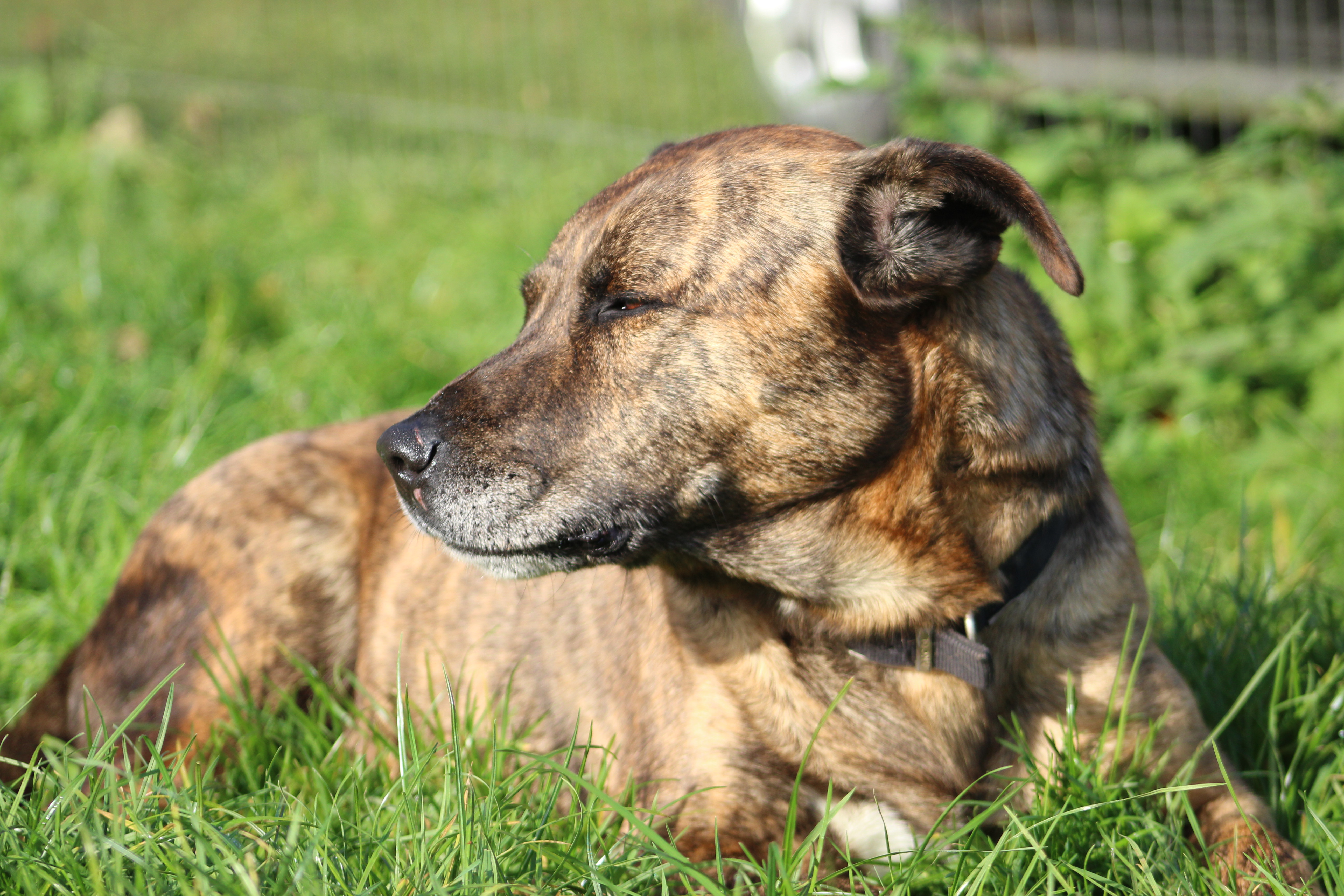 Coningsby Kennels Emergency Dog Rescue