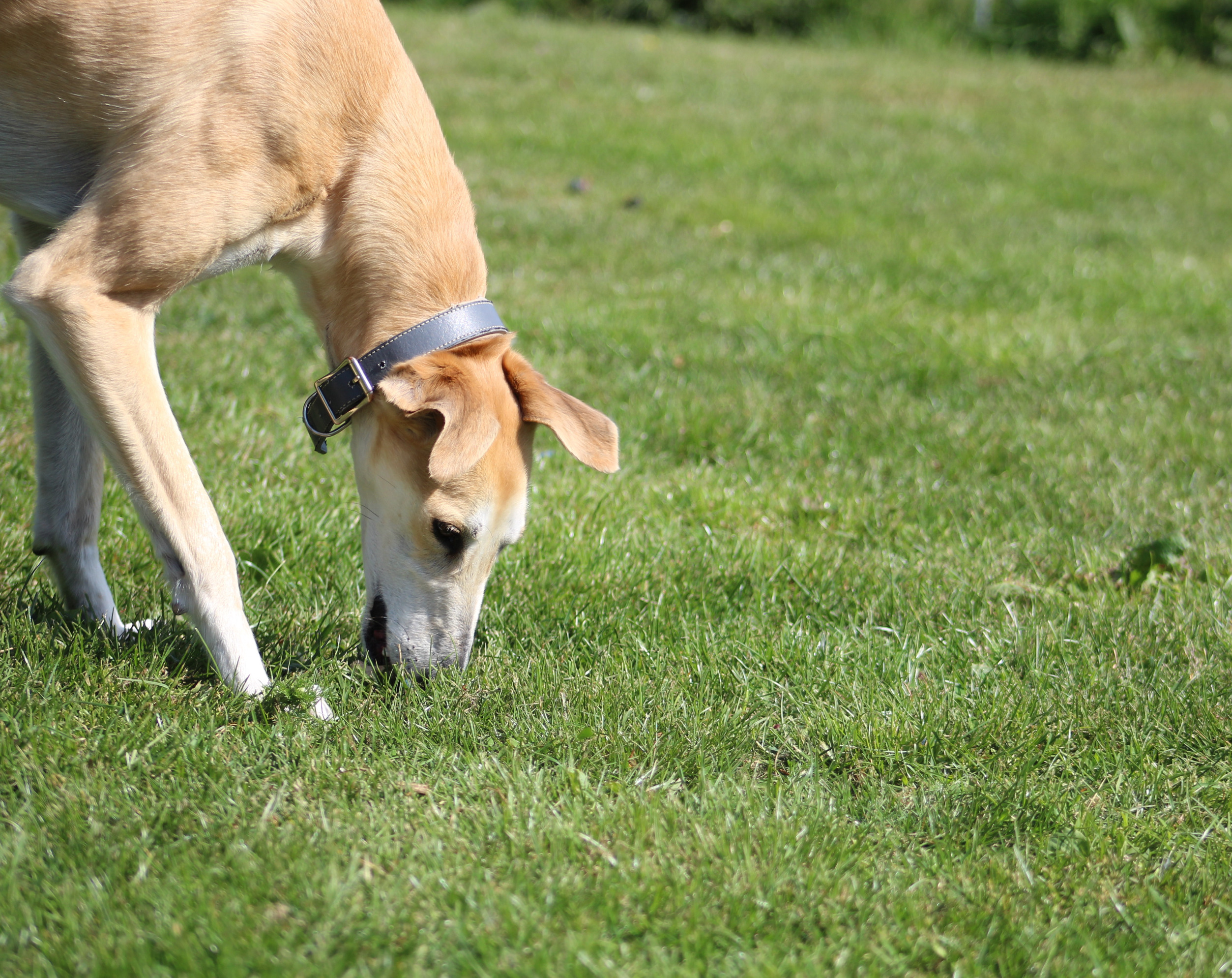Coningsby Kennels Emergency Dog Rescue