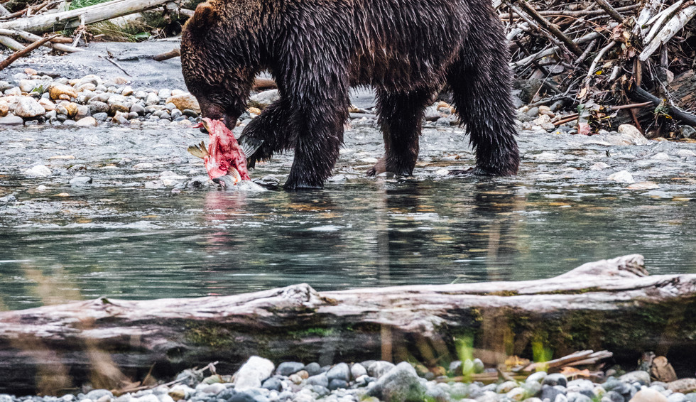 Grizzly Bears Of Toba Inlet With Cangeo | Klahoose Wilderness Resort