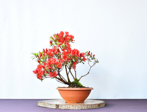 Azalea Variegata | Bonsais Madoga | InStock