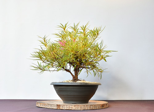 Azalea Spider | Bonsais Madoga | out of stock