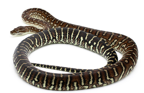 Fiche d'élevage | Reptiles Prestige