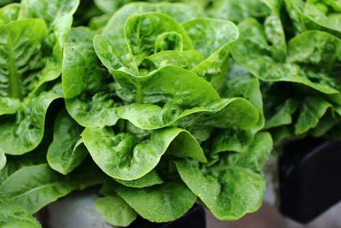 Lechuga Cogollo Olite | Hortalizababy