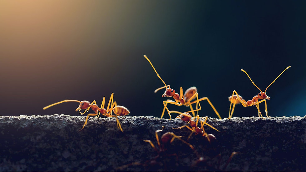 Sprague Pest Control | Austin Texas | Insect and Rodent Control