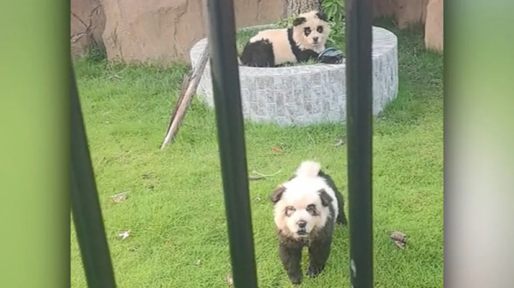 Zoo sa China binatikos matapos gawing 'panda' ang mga aso
