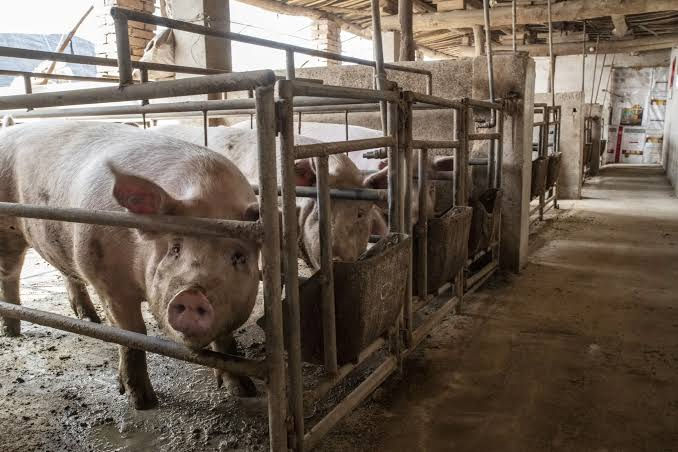 DA grants ₱19.5-M aid to hog-raisers in CAR