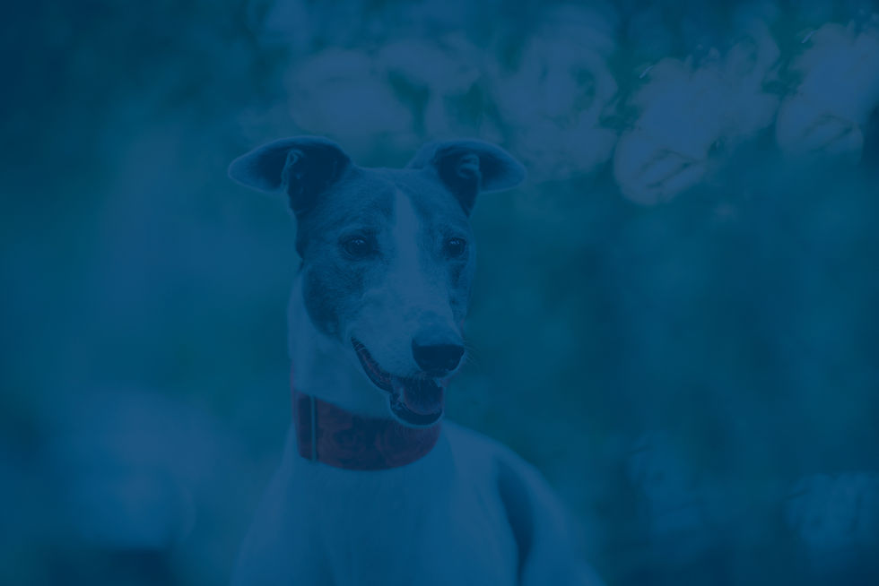 GREYHOUND TOE INJURIES | Dr. Mike Guilliard