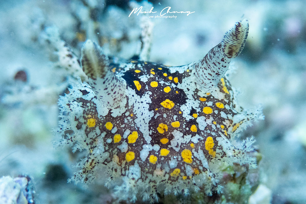 Finding Sea Slug, A Day Scuba Diving in Hong Kong