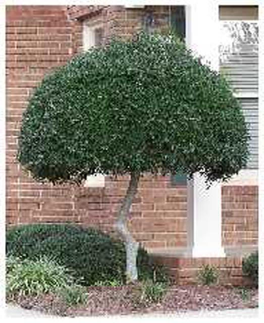 Plants | oceanbluepools