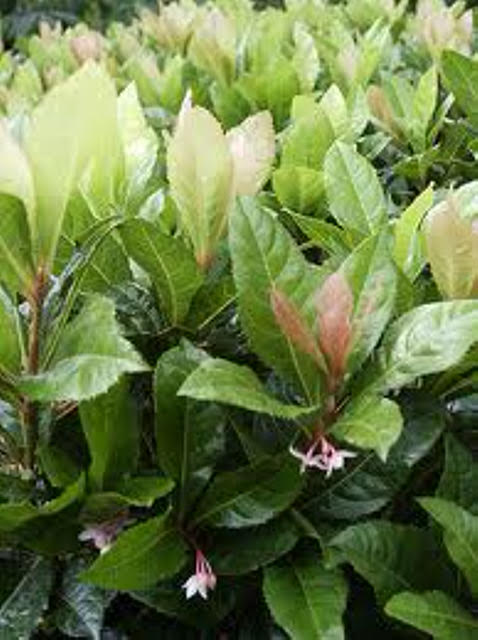 Plants | oceanbluepools