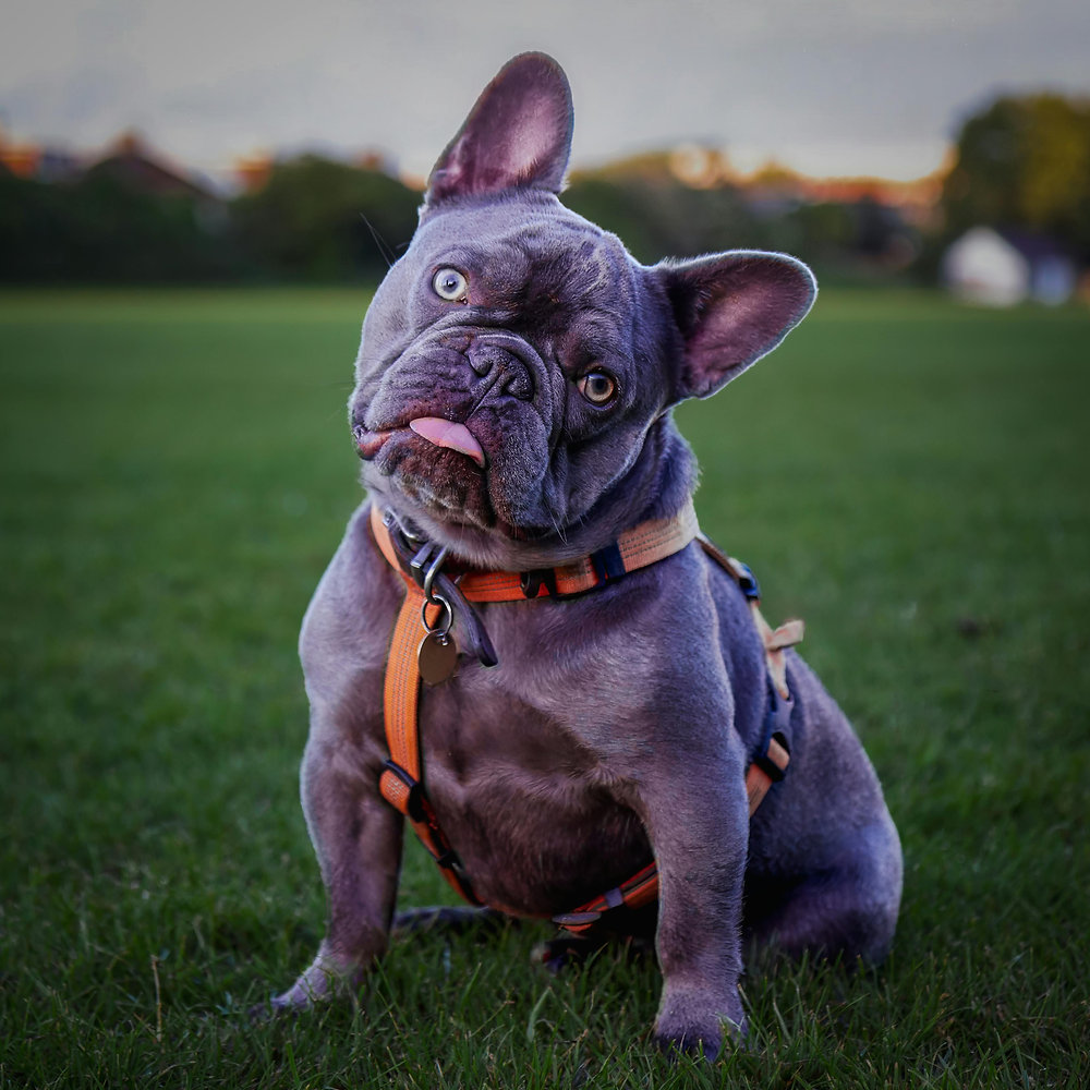 What Does a Frenchie Dog Look Like?