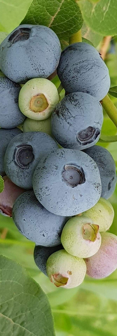 Home Grown | Fleming Berries