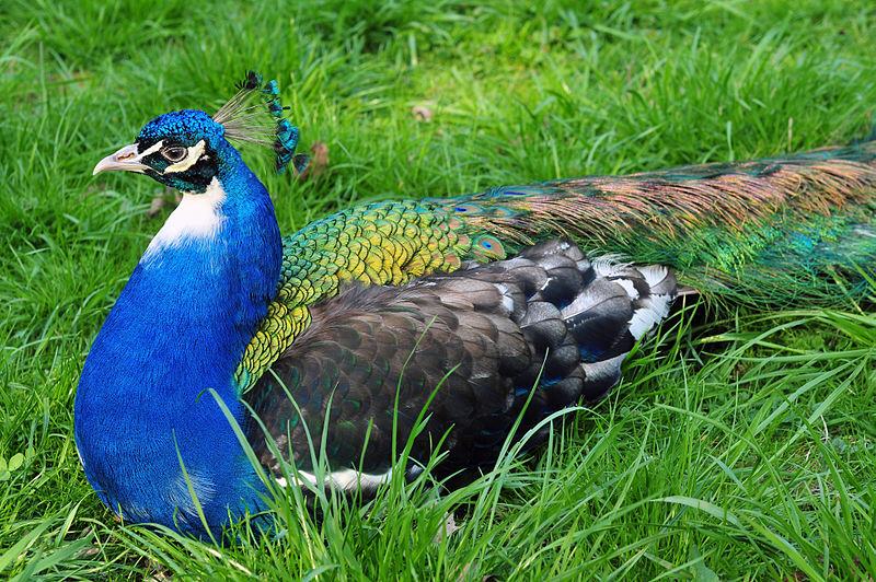 Blauer Pfau | entenweiher