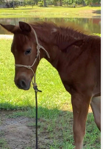 3' Foal Catch Rope - 9/16" | Twisted Knot Halters