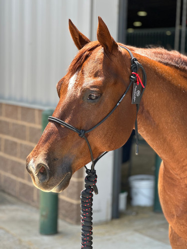 2 Knot Firm Halter - Small/Average/Large (Halter Only) | Twisted Knot ...