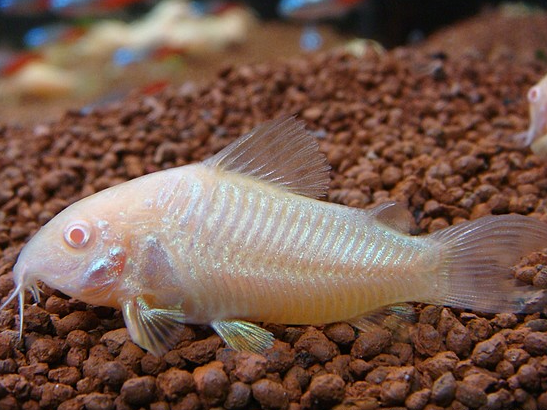Albino Marble Hoplo Catfish
