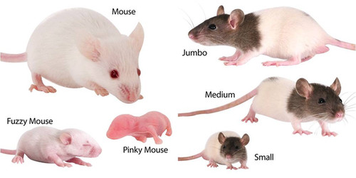 Frozen Mice Various Sizes | shop