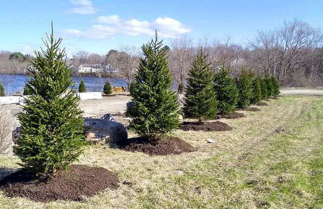 Field of Trees Farm and Arboriculture, LLC. | Hampden Maine