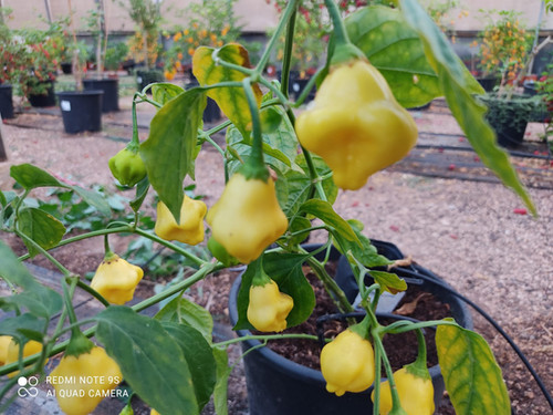 אחי פנטזי צהוב עציץ aji fantasy yellow | בית הפלפל