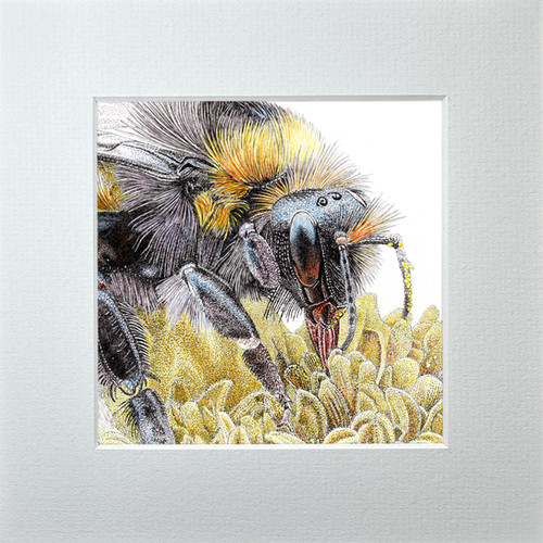 'Amber Nectar...' Details Collection Print Edition 1 | Markcockerart