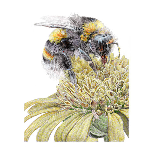 'Amber Nectar...' Limited Edition Print (Colour) | Markcockerart