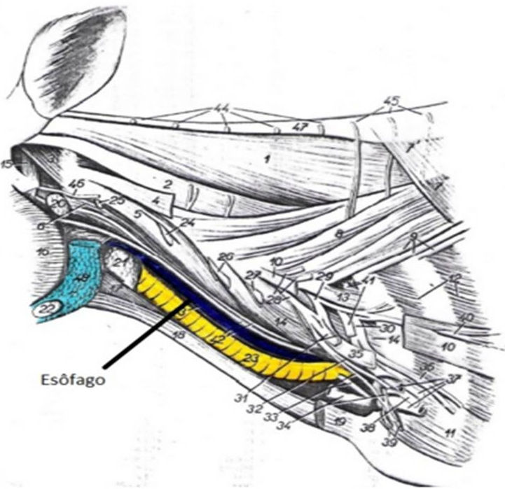 Anatomia Veterinária: Língua, Faringe e Esôfago