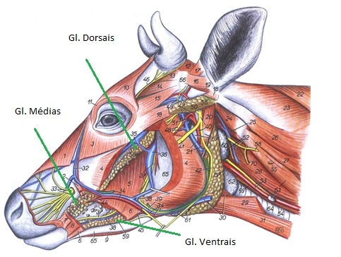 Sistema Digestivo - Bochechas