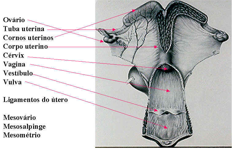 Sistema Reprodutor Feminino