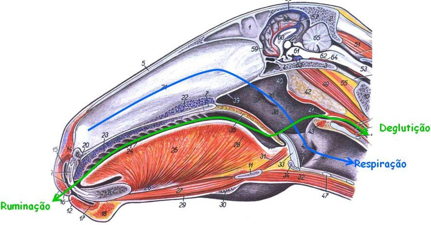 Anatomia Veterinária: Língua, Faringe e Esôfago