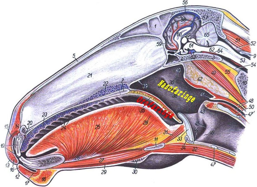Anatomia Veterinária: Língua, Faringe e Esôfago