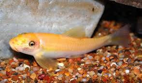 Fish Catfish gold sucking - only available in store pick up | Macleay ...