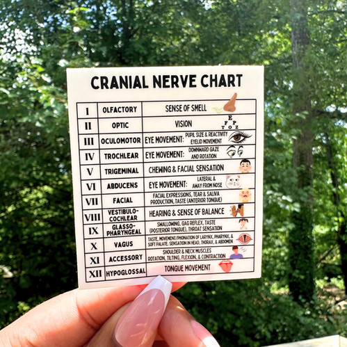 Cranial Nerve Chart Sticker | JRC the SLP
