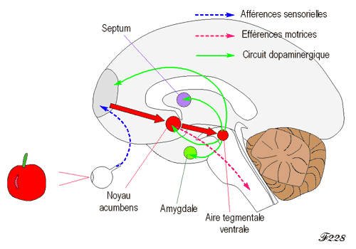 III. Le cerveau | tpe-curly