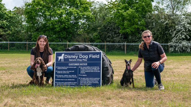 Disney Dog Field | Norton Disney