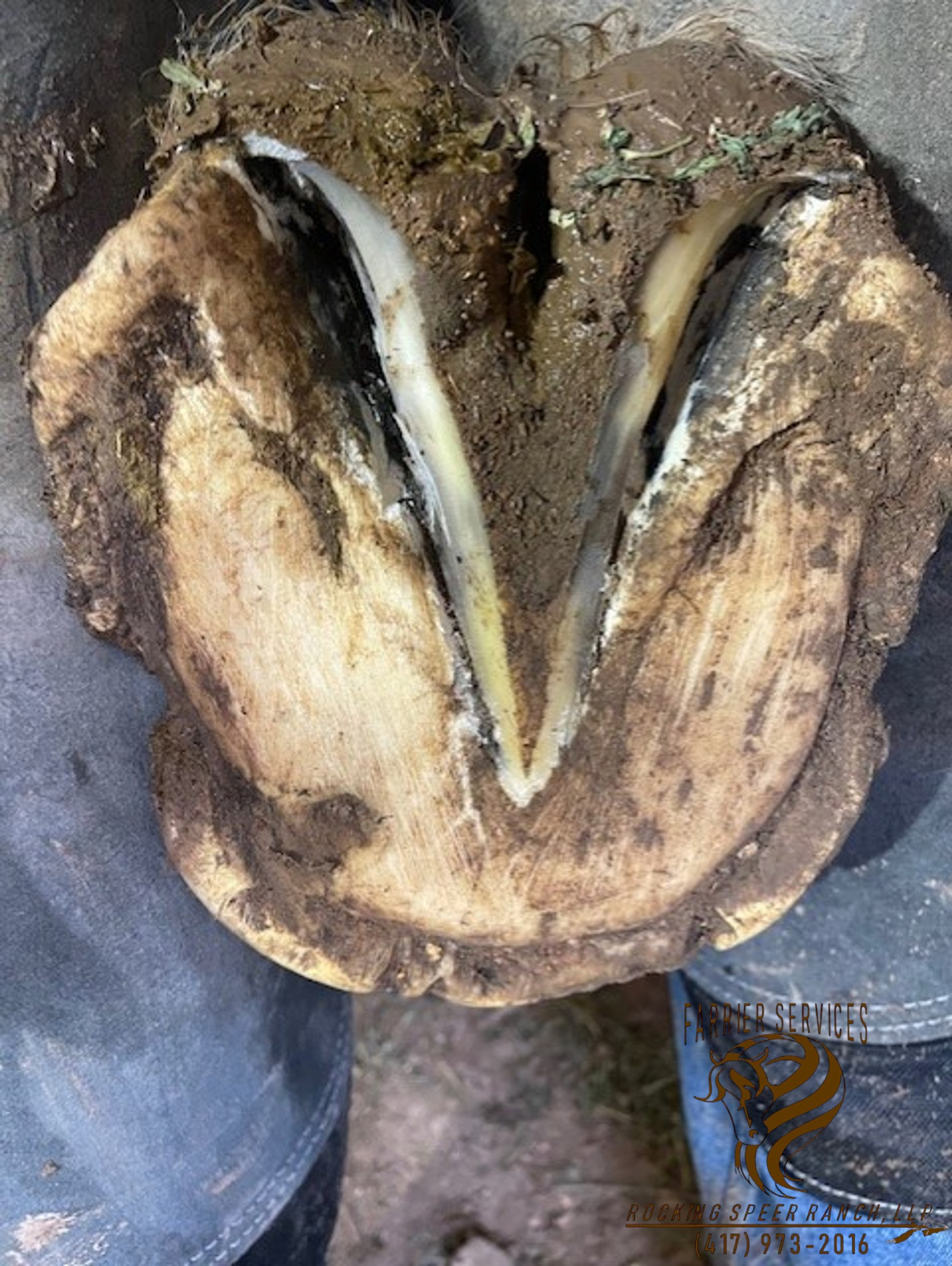Understanding and Addressing Thrush in Equine Hoof-Care Written by ...