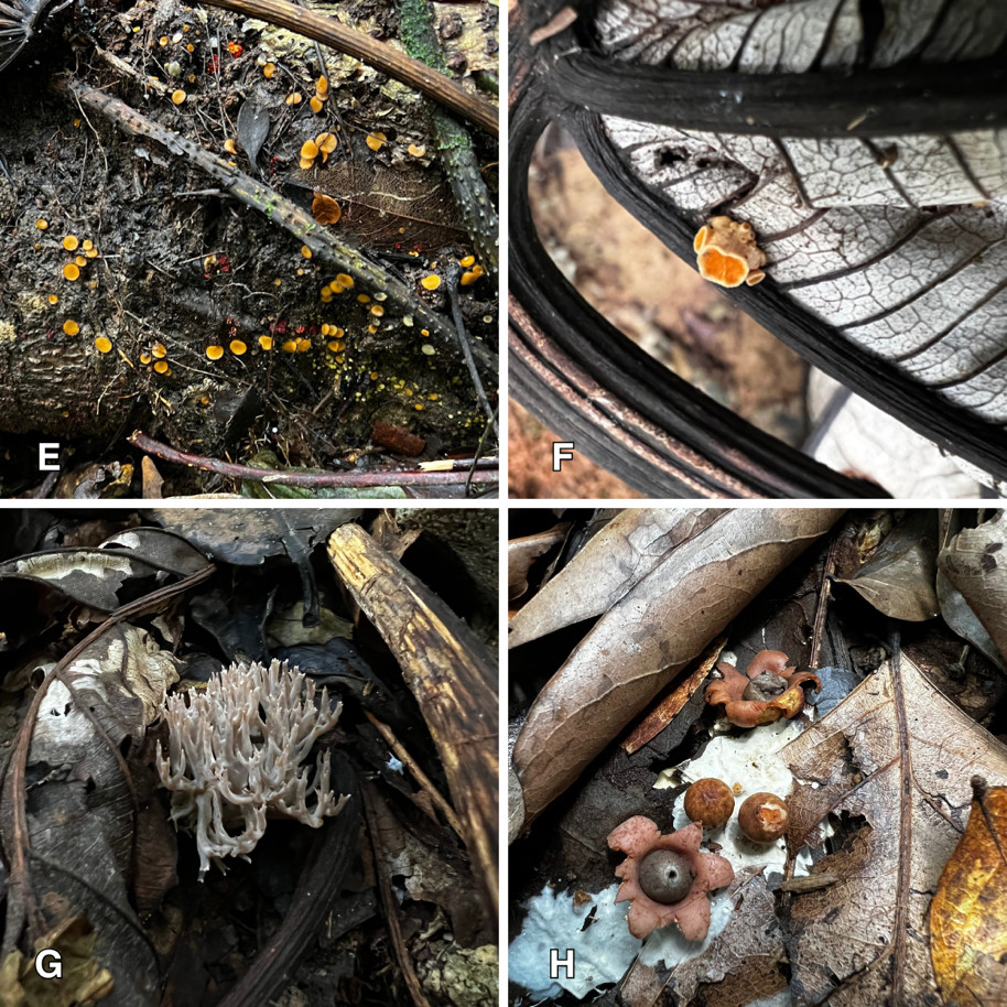 Biodiversity at Sabana Field Research Station