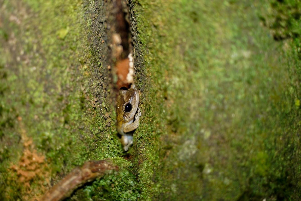 Snapshots of El Yunque Fauna