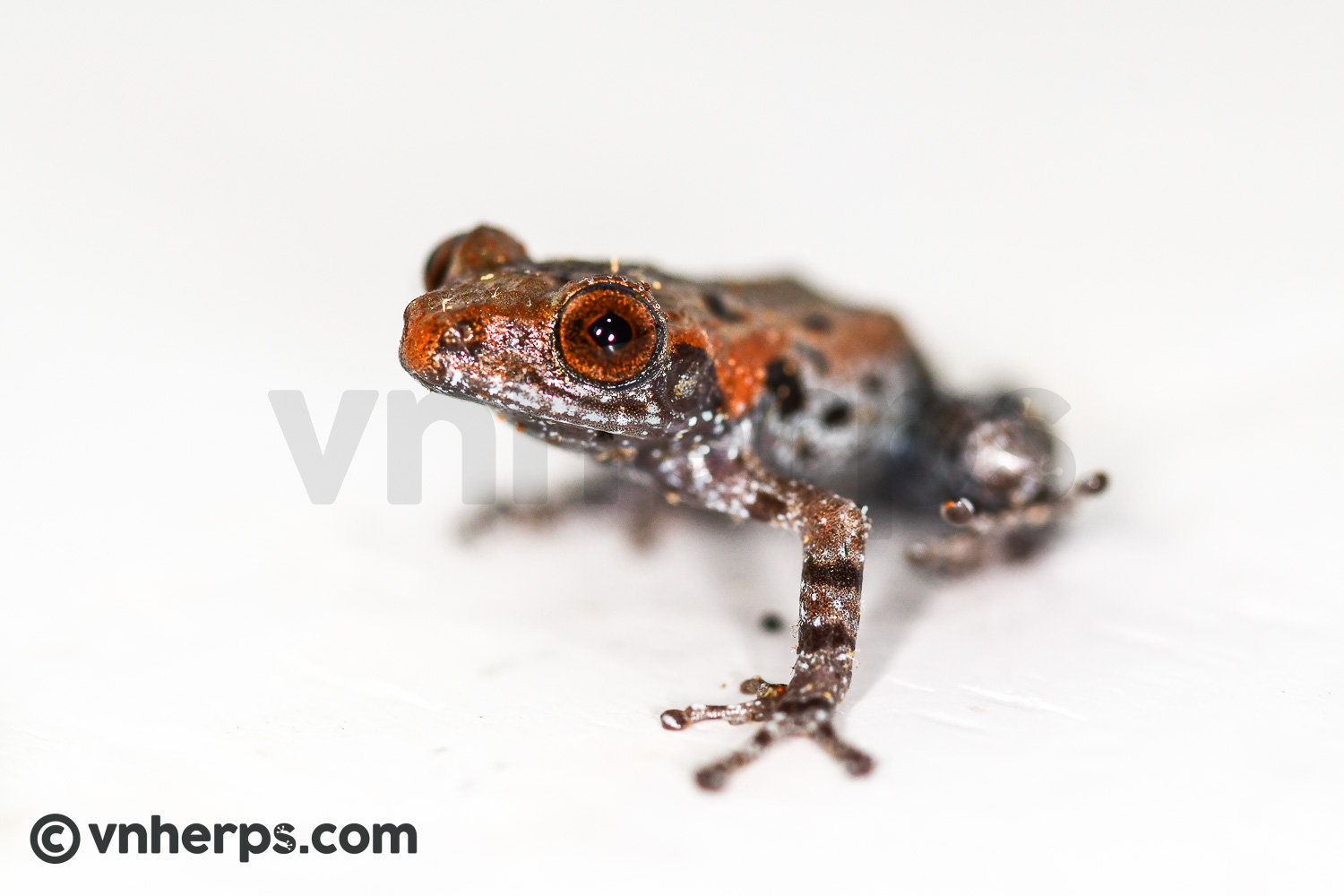 Theloderma lateriticum