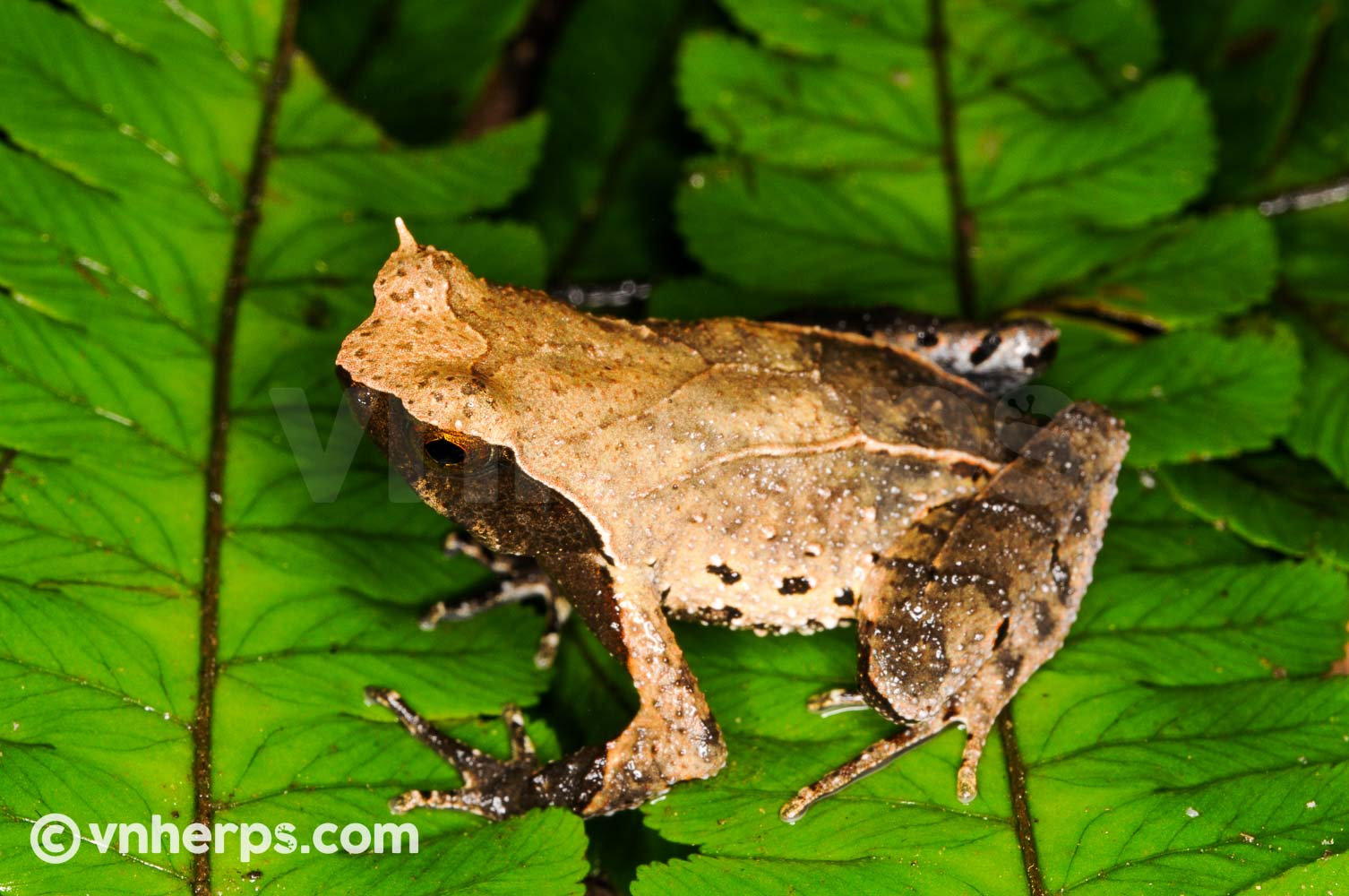 Giống cóc mắt – Ophryophryne